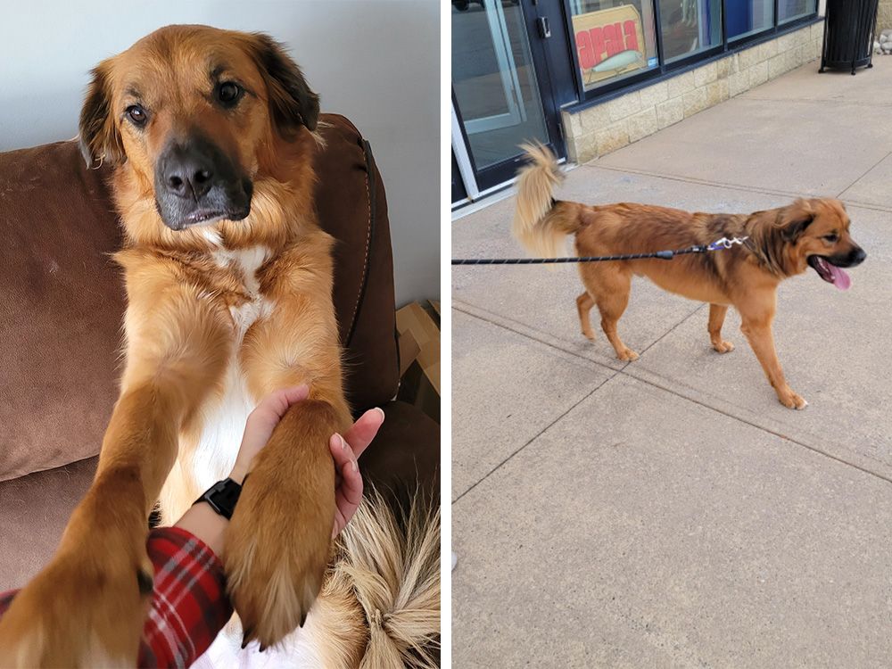 Pet dog found after northwest Calgary break-in | Calgary Herald