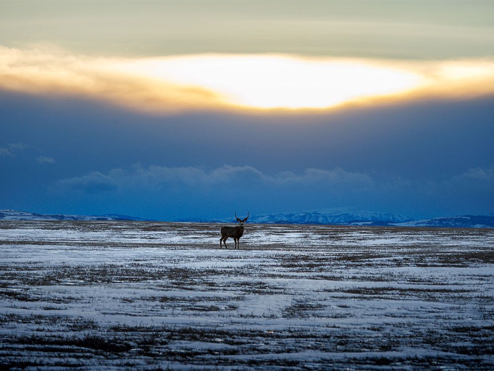 On the Road: No gophers | Calgary Herald