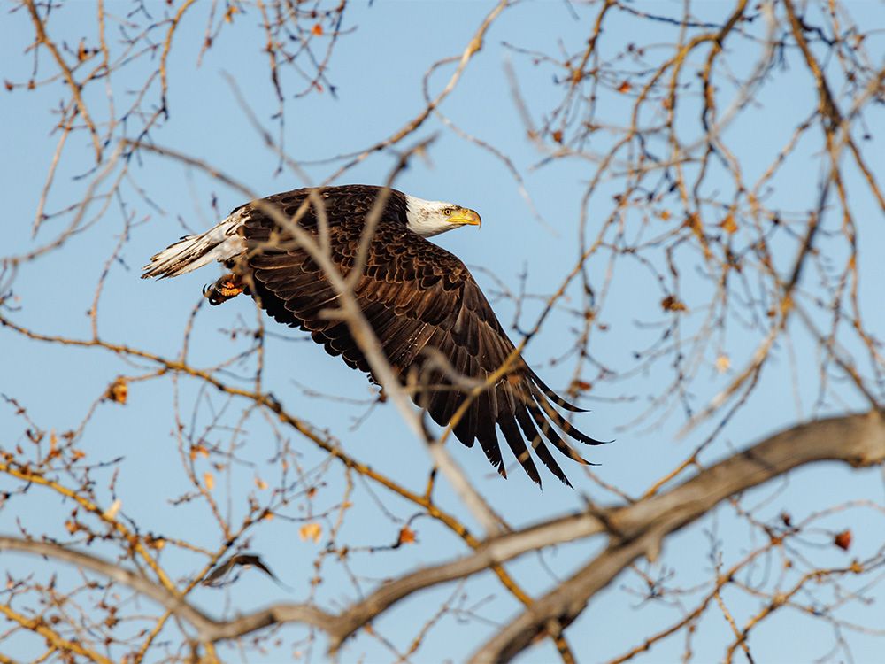On the Road: First birds | Calgary Herald