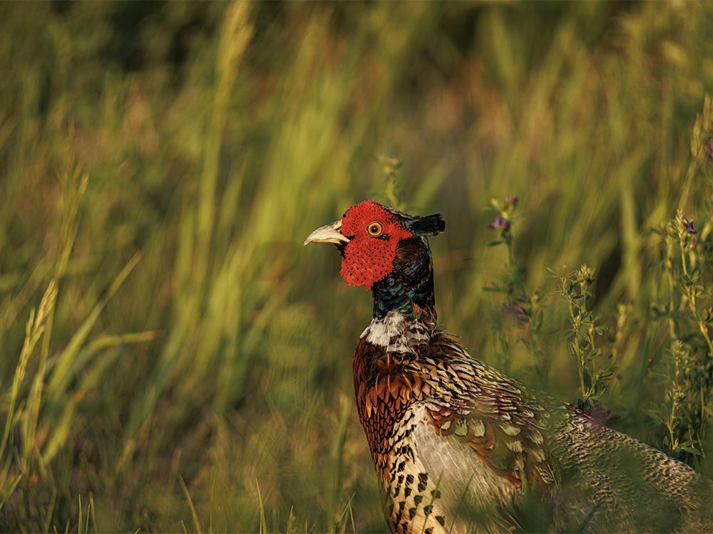On the Road: Some birds | Calgary Herald