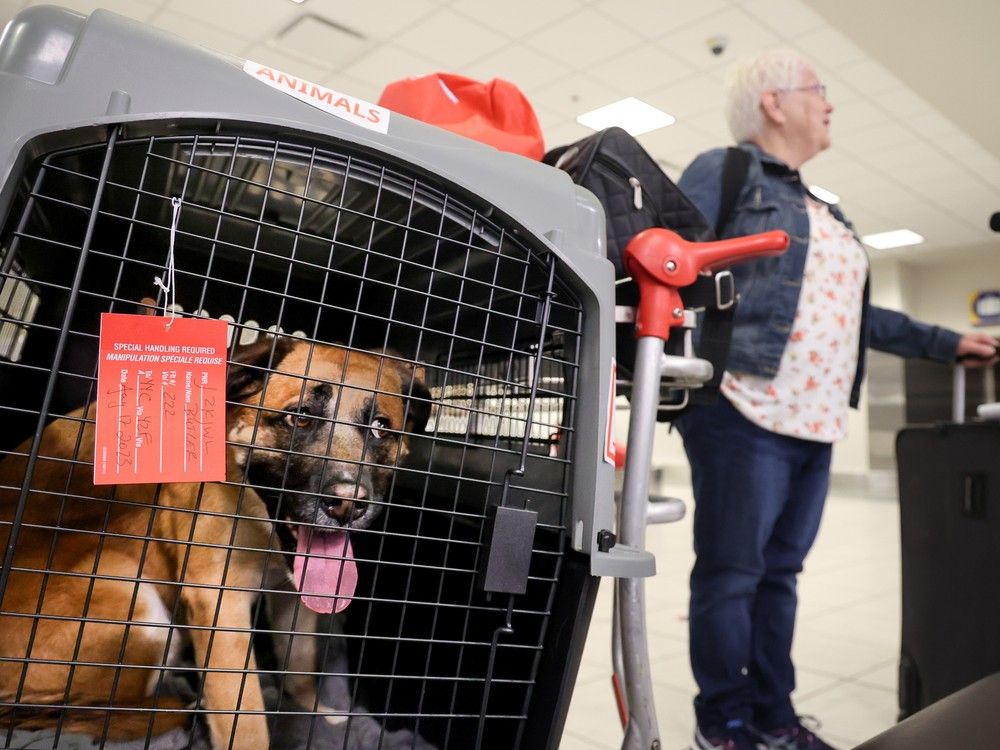 Calgary prepared to welcome possibly thousands fleeing NWT wildfires ...