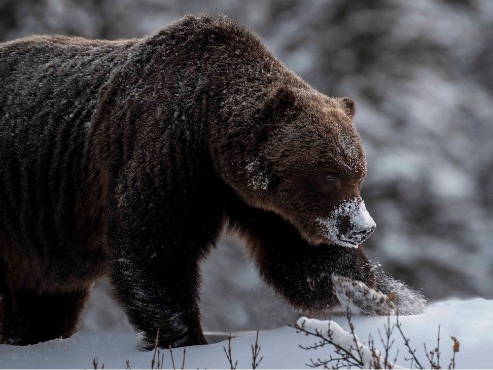 Banff bear attack reinvigorates bear protection policy debate | Calgary ...
