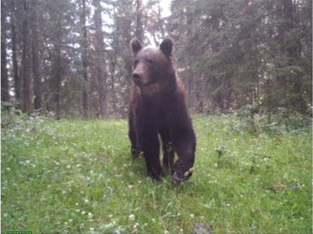 Banff bear attack reinvigorates bear protection policy debate | Calgary ...