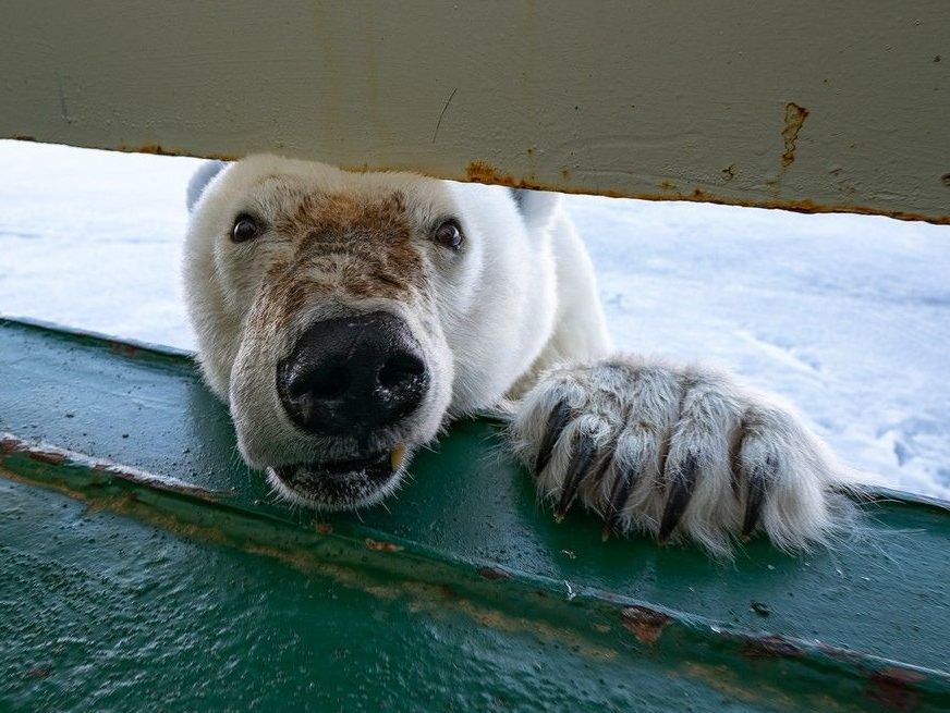 From bull sharks to crocodiles, photographer documents changing planet ...
