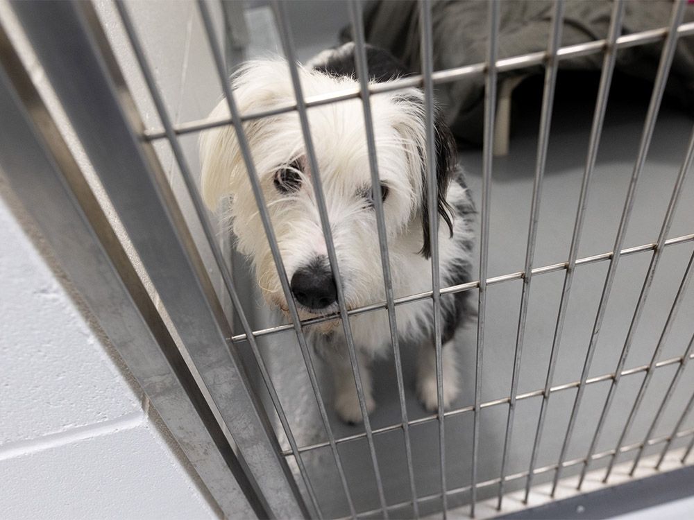 Calgary animal shelters, overrun and in need, issue adoption appeals ...