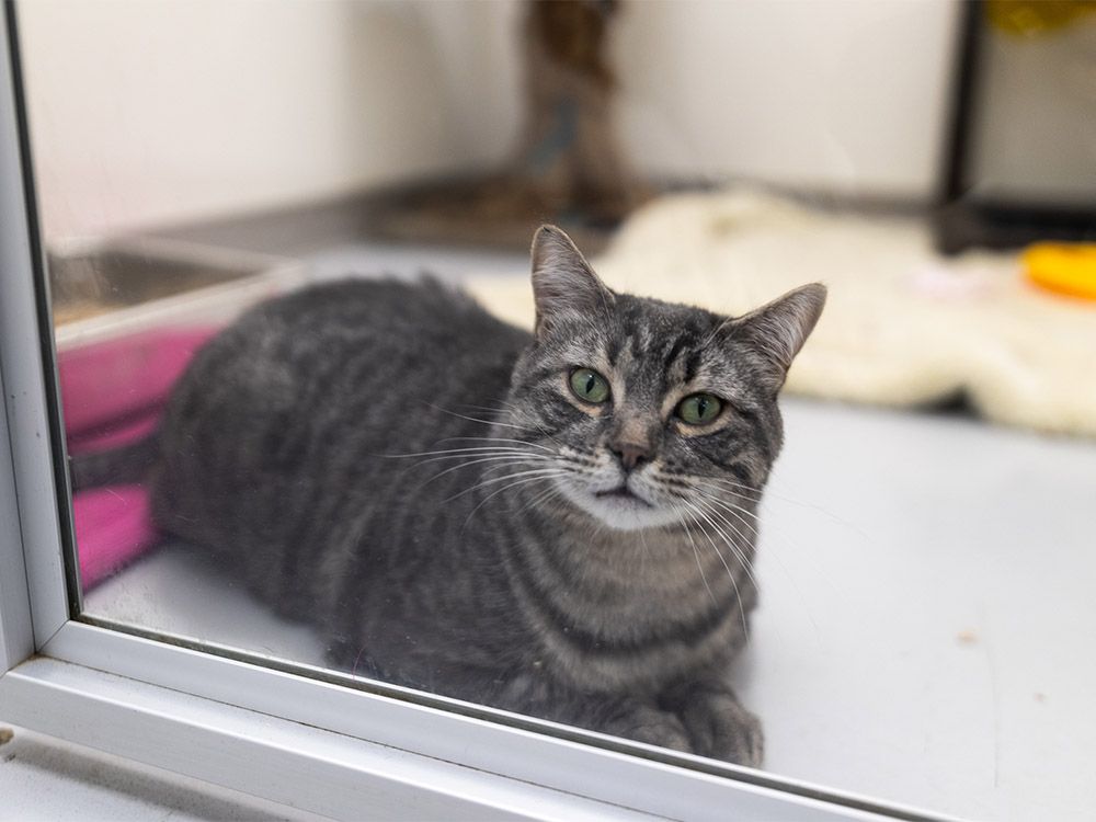 Calgary animal shelters, overrun and in need, issue adoption appeals ...