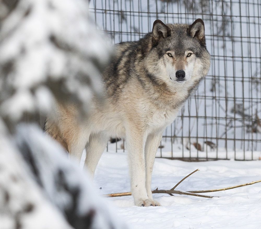 Animals, staff, braving the cold at the Calgary Zoo | Calgary Herald