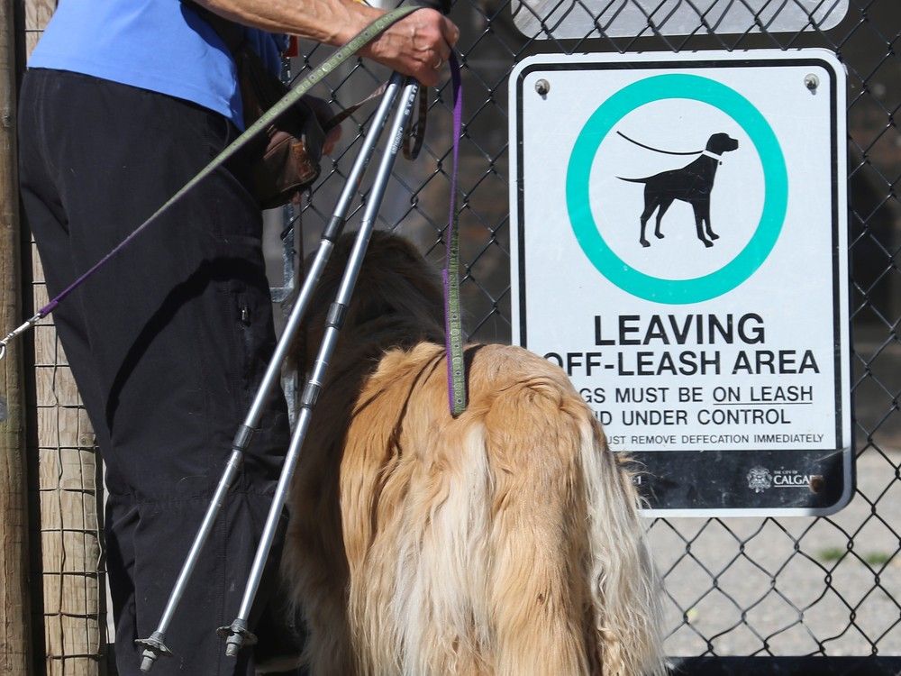 Suspect in assault at off-leash dog park surrenders to Calgary police ...