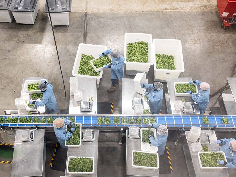 Largest vertical farm in Canada opens in southeast Calgary | Calgary Herald