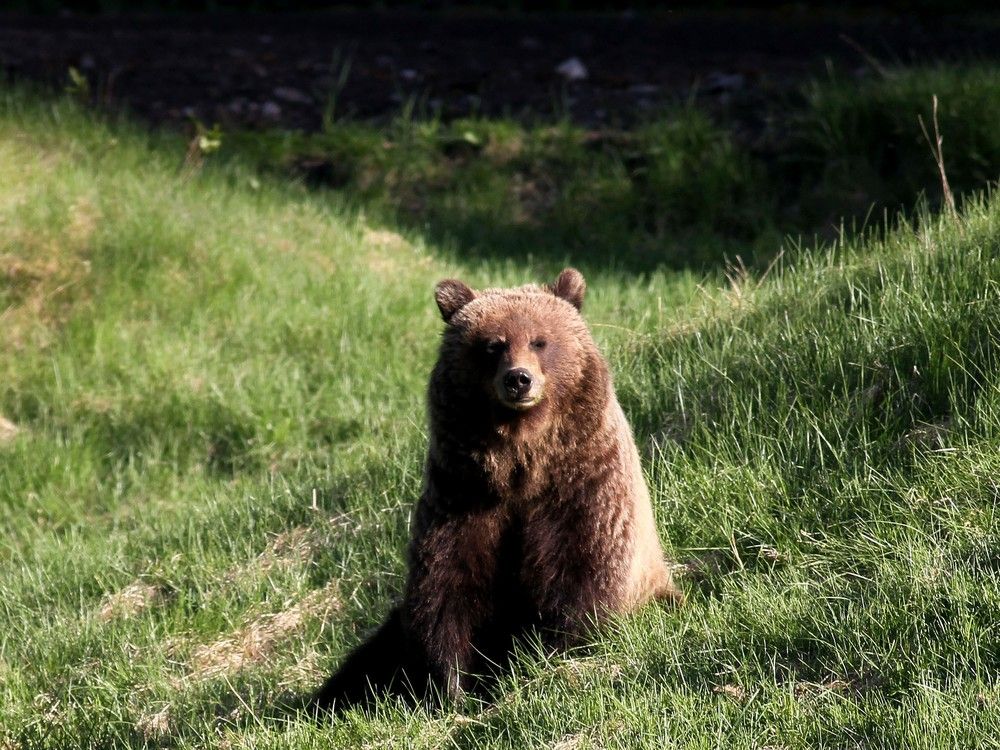 Bear warning issued for aggressive grizzly in Madden area | Calgary Herald