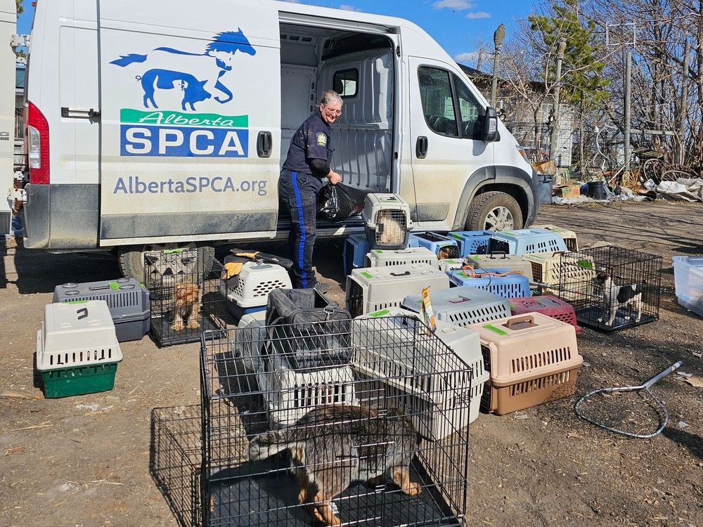 Adoption months out for dogs seized in Mountain View County: SPCA ...
