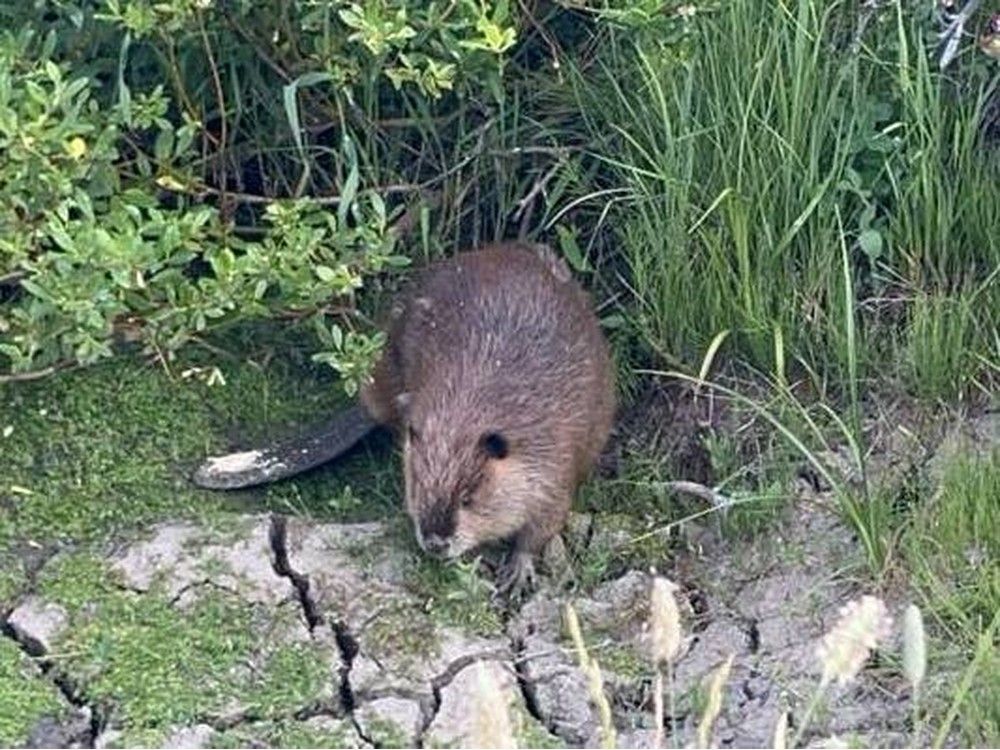 Rehabilitated beaver released after months of care | Calgary Herald