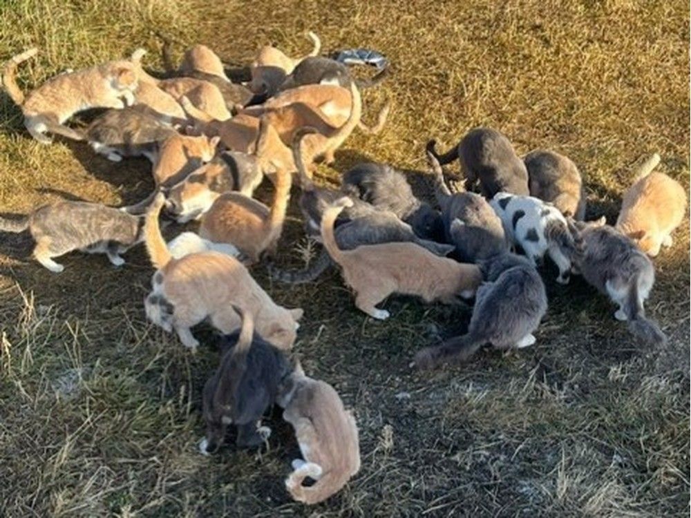 Calgary-based animal charity sends out plea for help as shelters fill ...