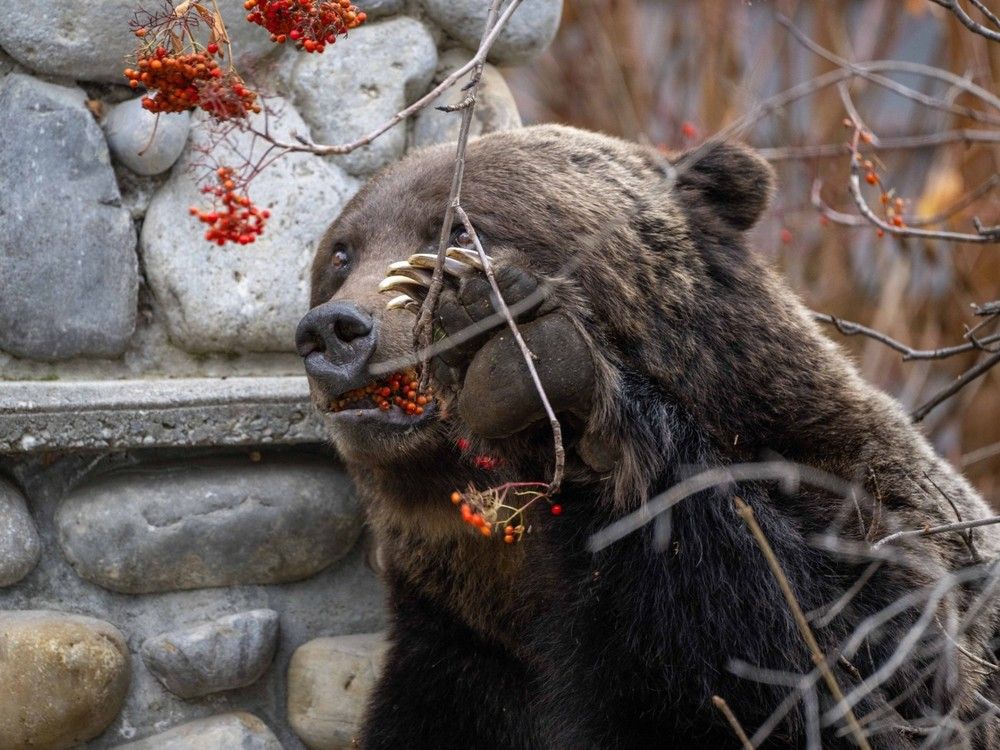 Iconic Bow Valley grizzly 'The Boss' emerges from hibernation | Calgary ...