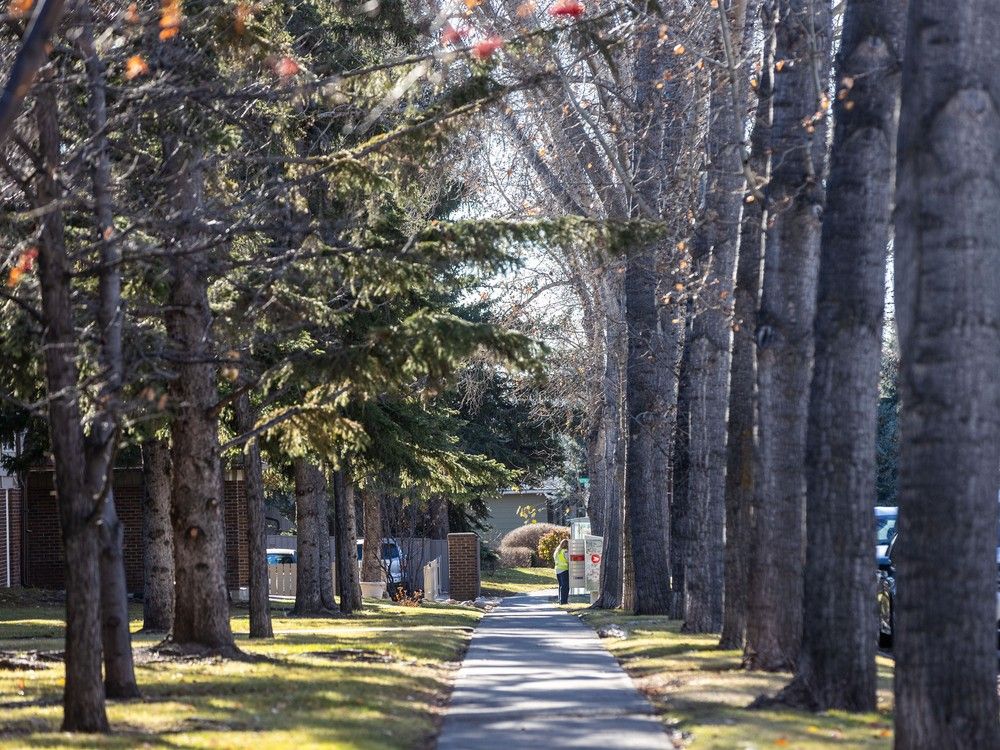 Calgary gets $61 million federal funding boost for tree-planting ...