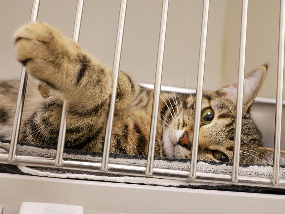 Calgary Humane Society seizes 110 cats from home | Calgary Herald