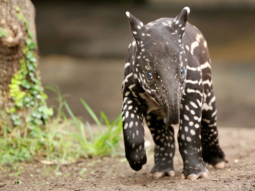 'A huge win': Zoo expecting new baby Malayan tapir this summer ...