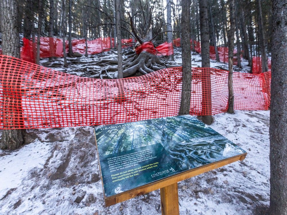 Cochrane mourns loss of Grandfather Tree to wind storm | Calgary Herald