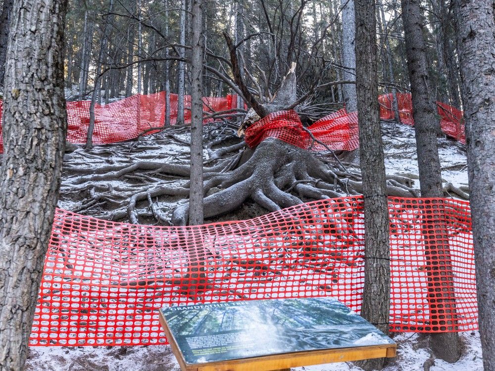 Cochrane mourns loss of Grandfather Tree to wind storm | Calgary Herald