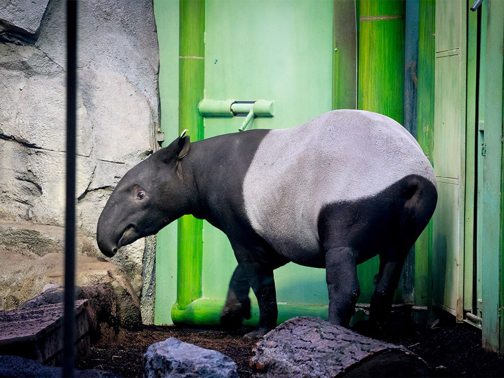 'A huge win': Zoo expecting new baby Malayan tapir this summer ...