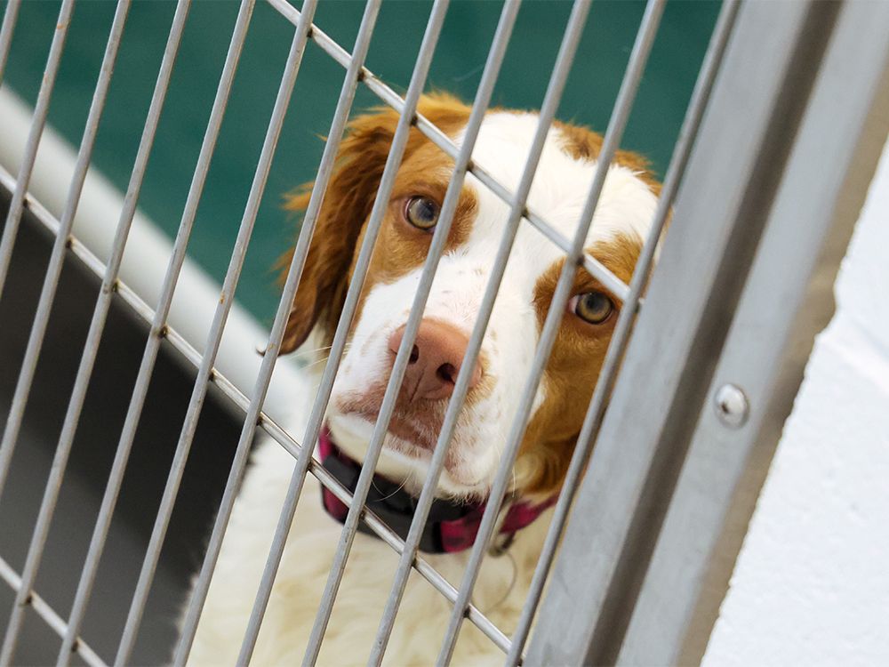 At capacity, Calgary Humane Society pleads for more adoptions | Calgary ...