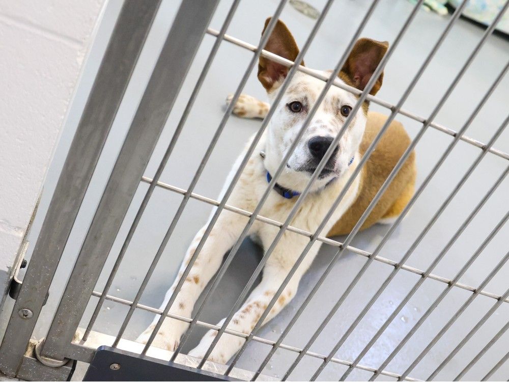 At capacity, Calgary Humane Society pleads for more adoptions | Calgary ...