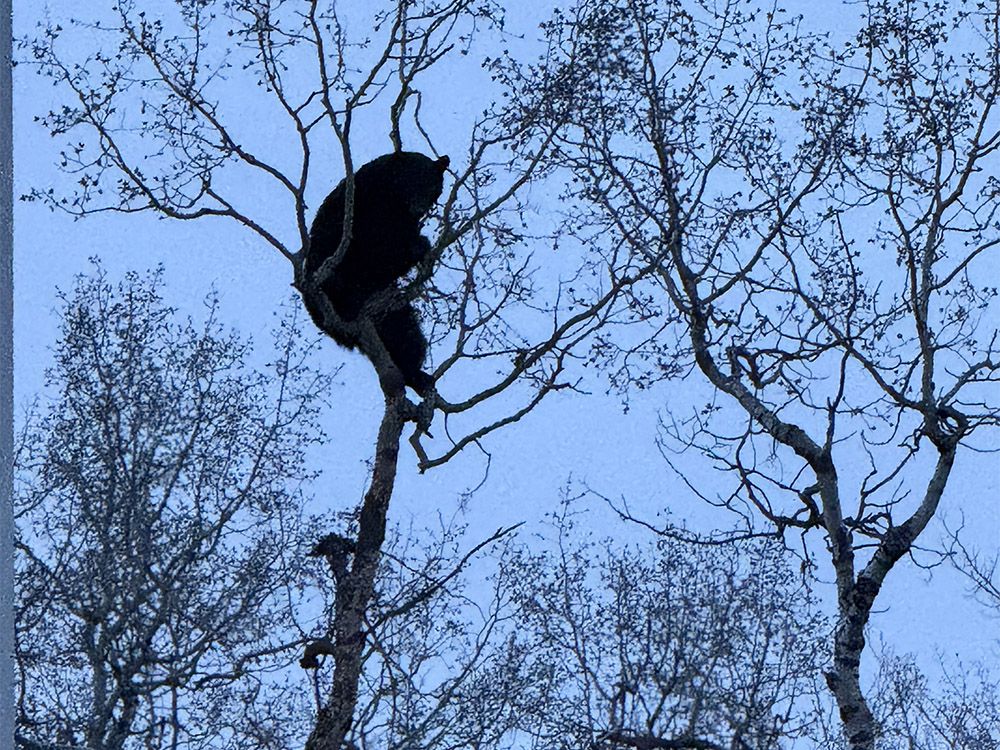Chestermere elects Shannon Dean as mayor, slate of new councillors ...