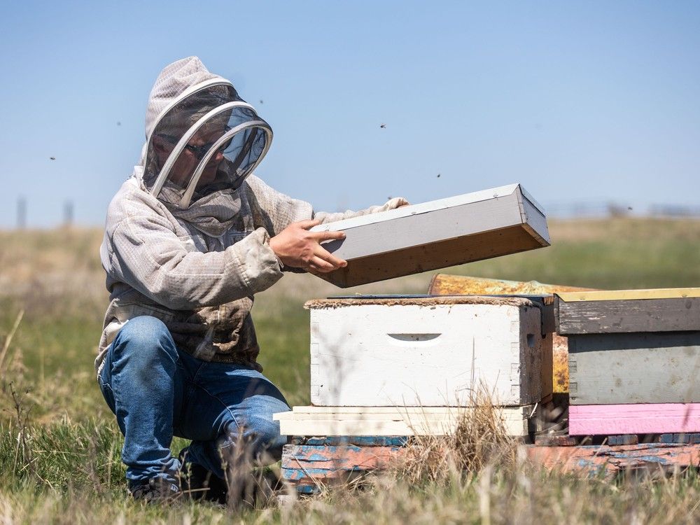 Beekeeper says he believes someone in the industry stole his hives ...
