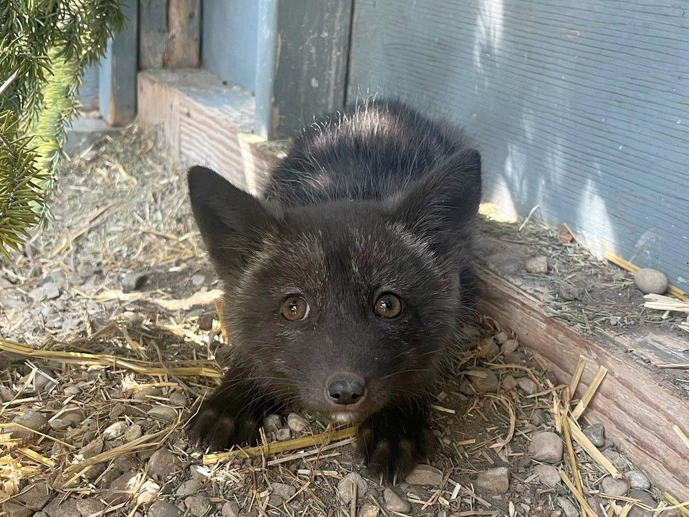 Animal rescue north of Calgary takes in rare silver fox kits | Calgary ...
