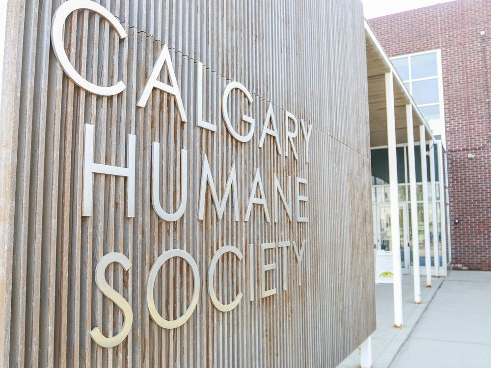Animal Rescue Crew raising $20,000 to keep pets with parents | Calgary ...