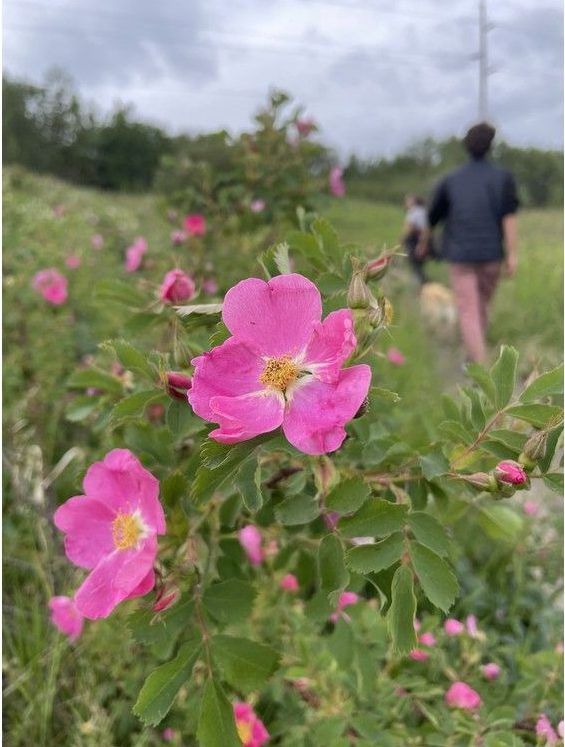 Calgary Walks: Nose Hill Park provides touch of nature within the city ...