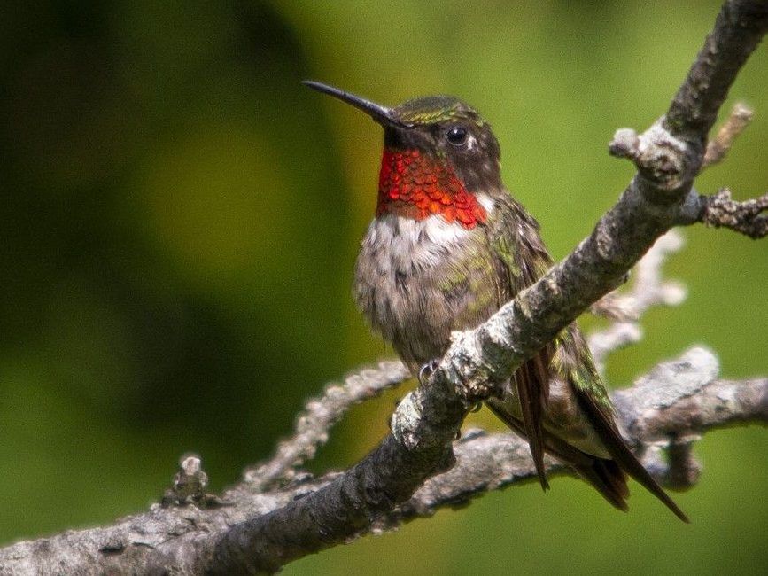 Gardening tips to attract hummingbirds | Calgary Herald