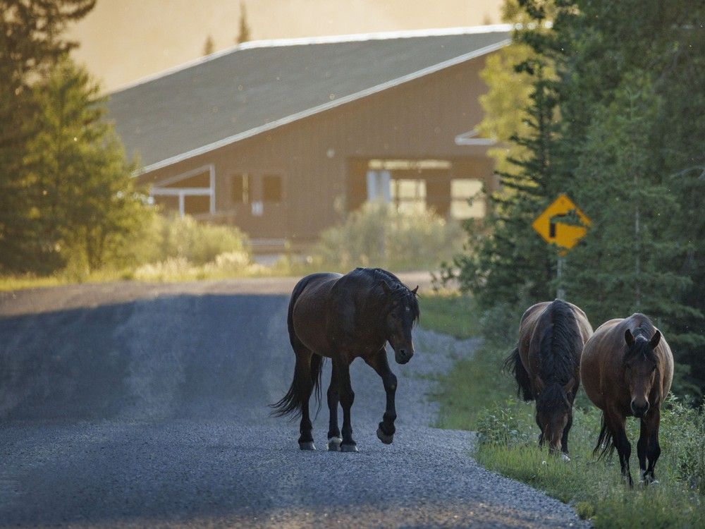 Trying to find wild horses? It's easy, if you know where to look ...