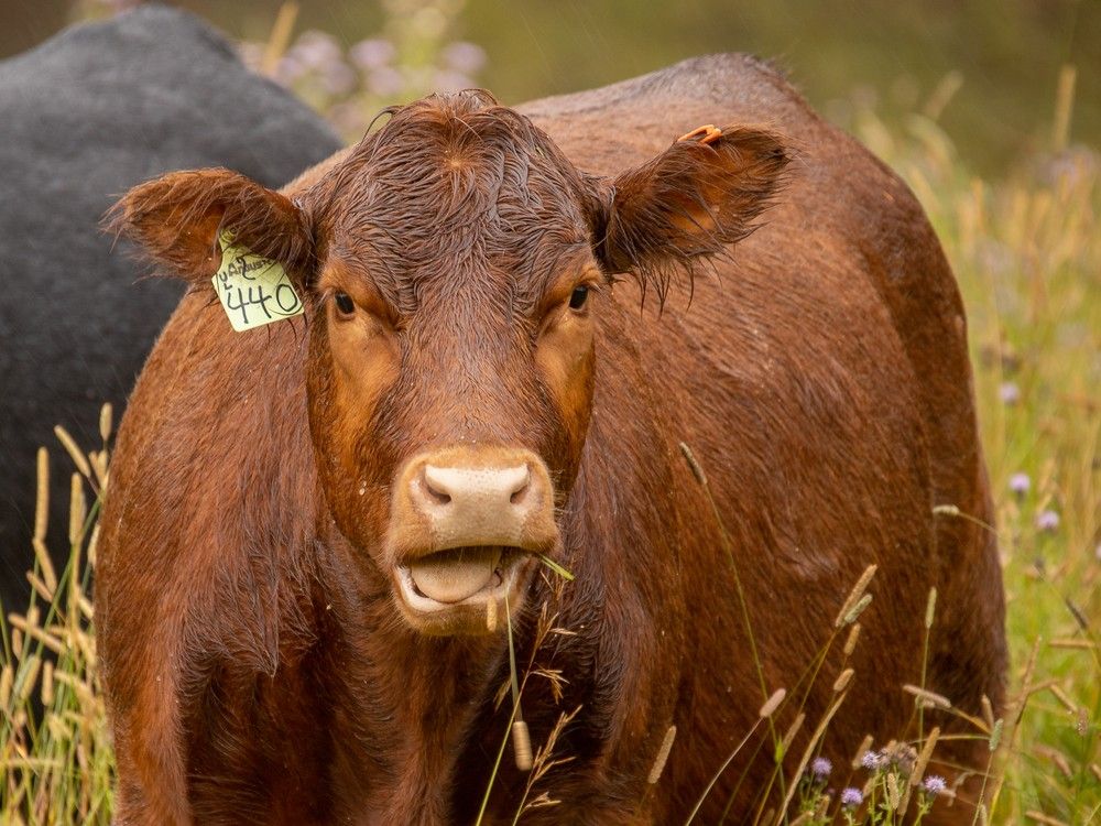 Alberta Beef Producers to withdraw from Canadian Cattle Association ...