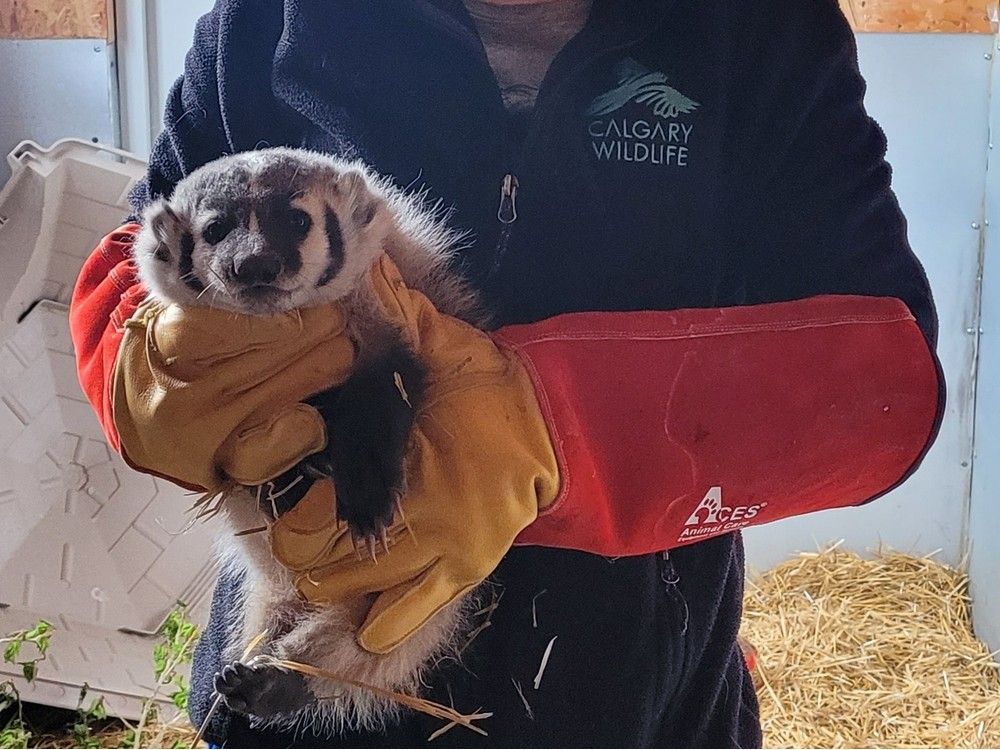 Orphaned badger rescued from Alberta roadside returned to the wild ...