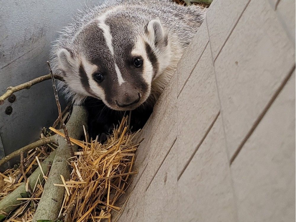 Orphaned badger rescued from Alberta roadside returned to the wild ...