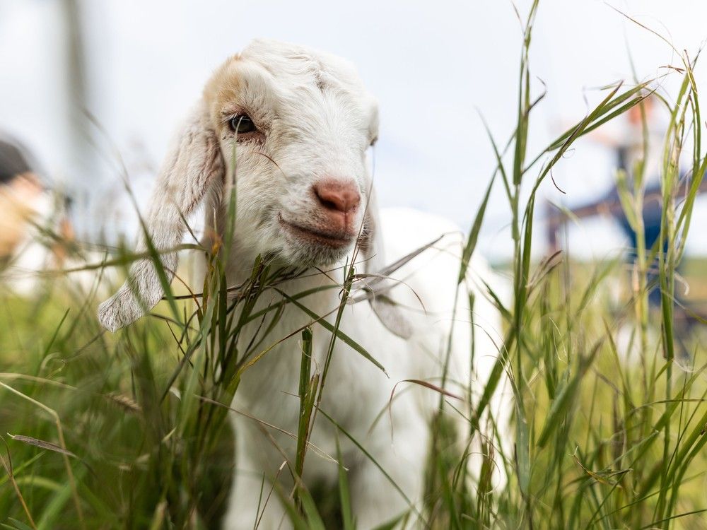 Nose Hill Park hosts 800 goats for Grazing Program | Calgary Herald