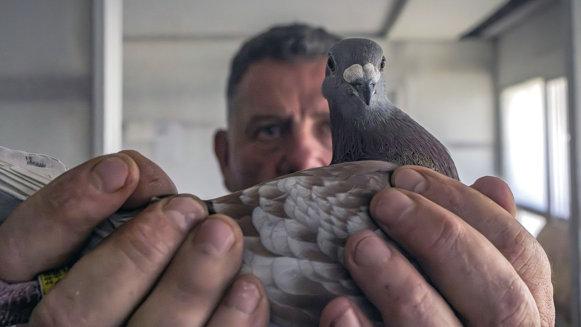 Everything you've ever wanted to know about pigeons | Calgary Herald