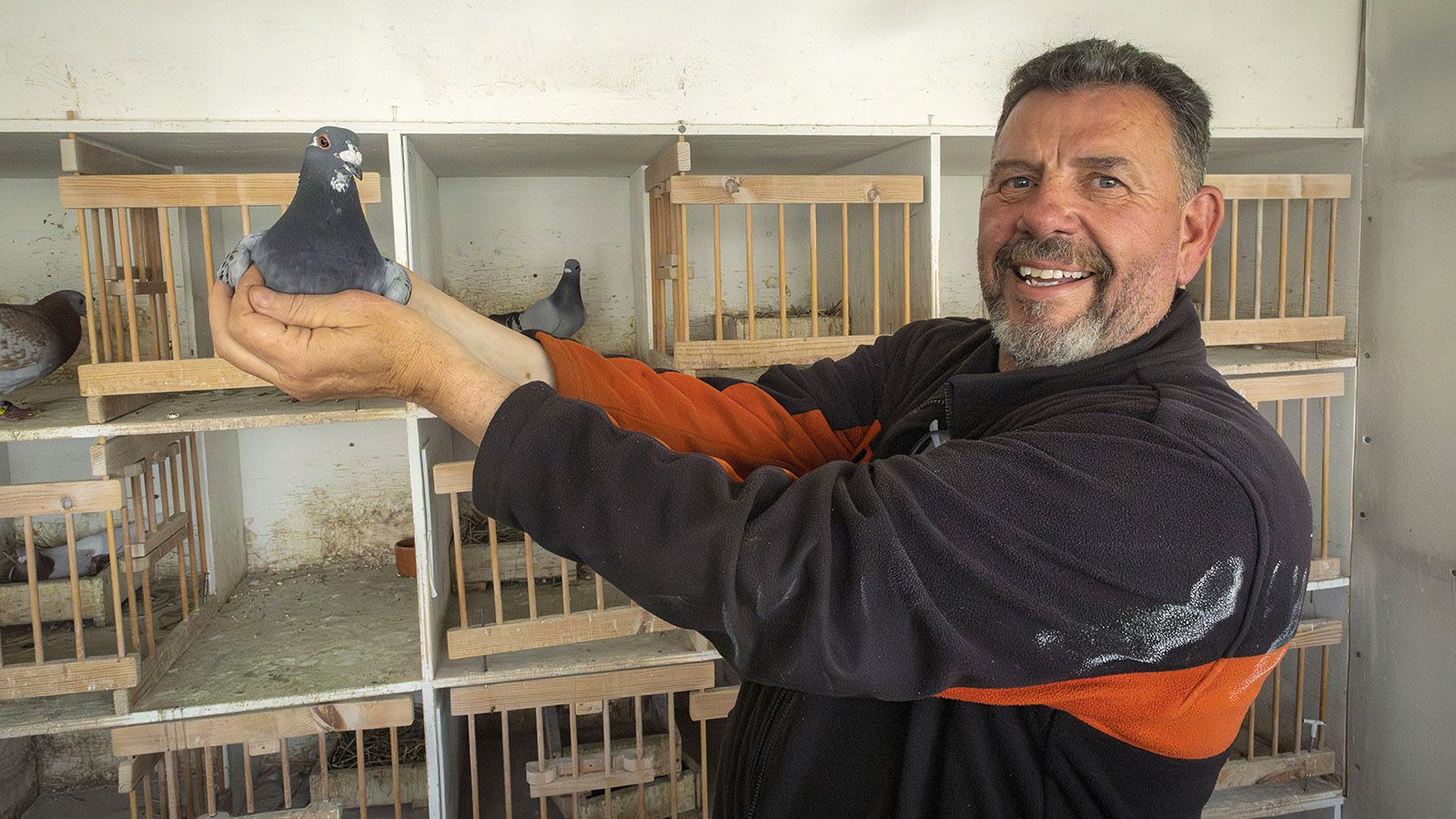 Everything you've ever wanted to know about pigeons | Calgary Herald