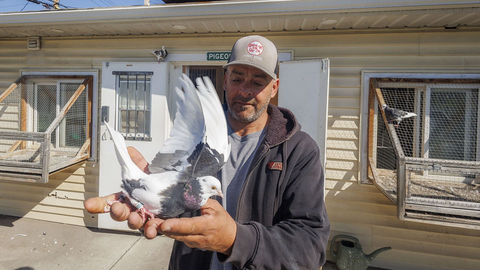 Everything you've ever wanted to know about pigeons | Calgary Herald