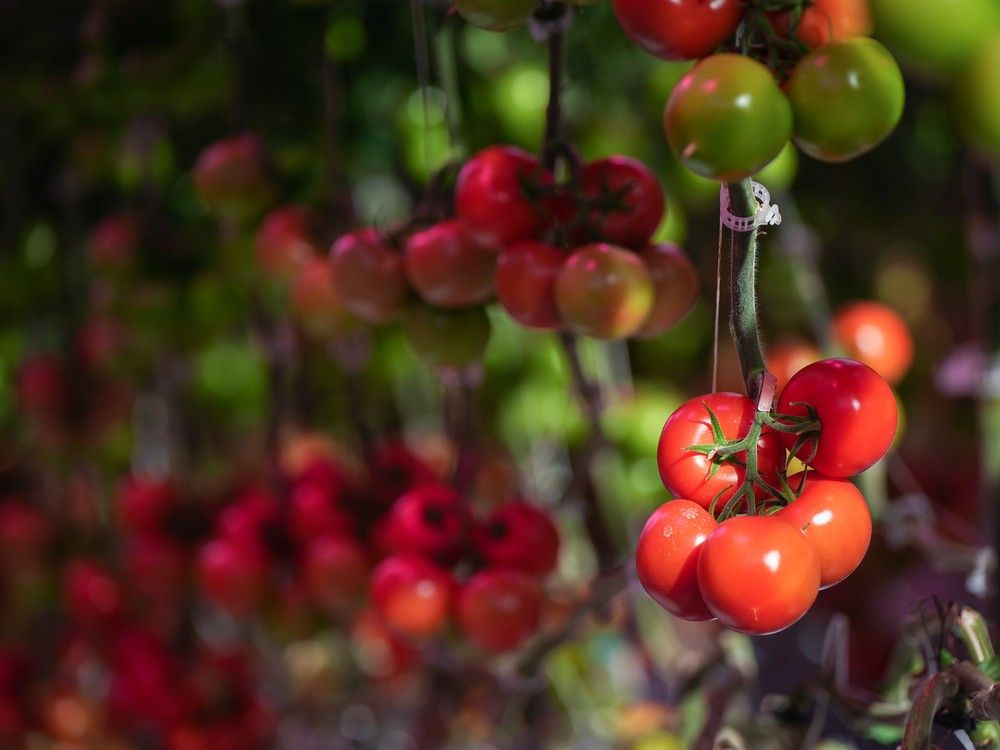 Big Marble Farms gets grant to install horticultural grow lights ...