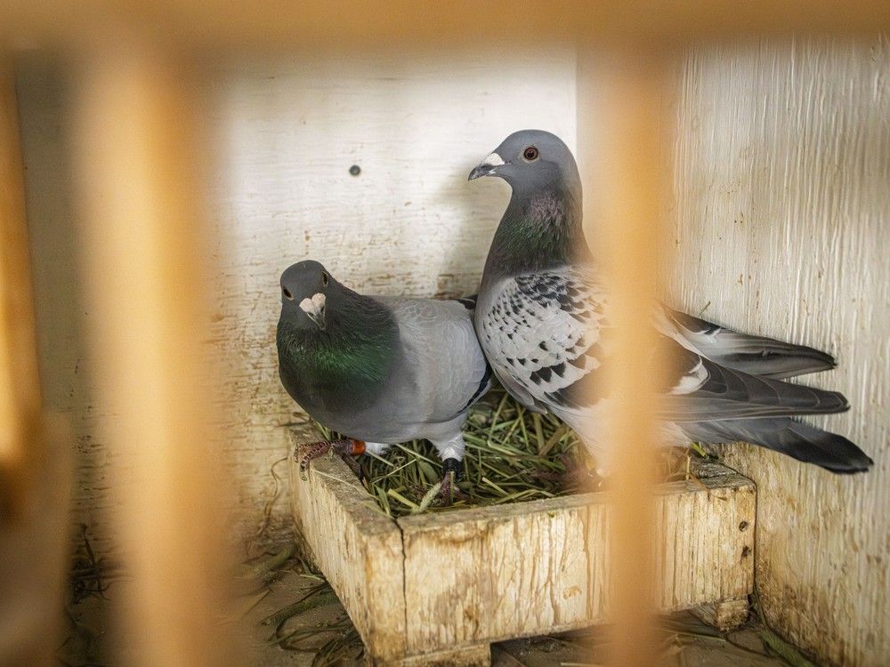 Everything you've ever wanted to know about pigeons | Calgary Herald