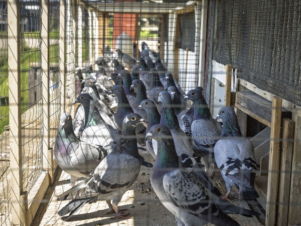 Everything you've ever wanted to know about pigeons | Calgary Herald