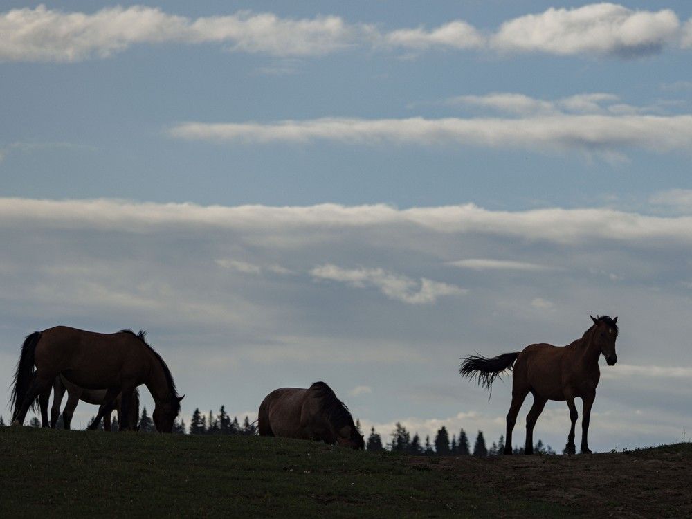 Protesters rally in Calgary to "Save the Wild Horses" | Calgary Herald