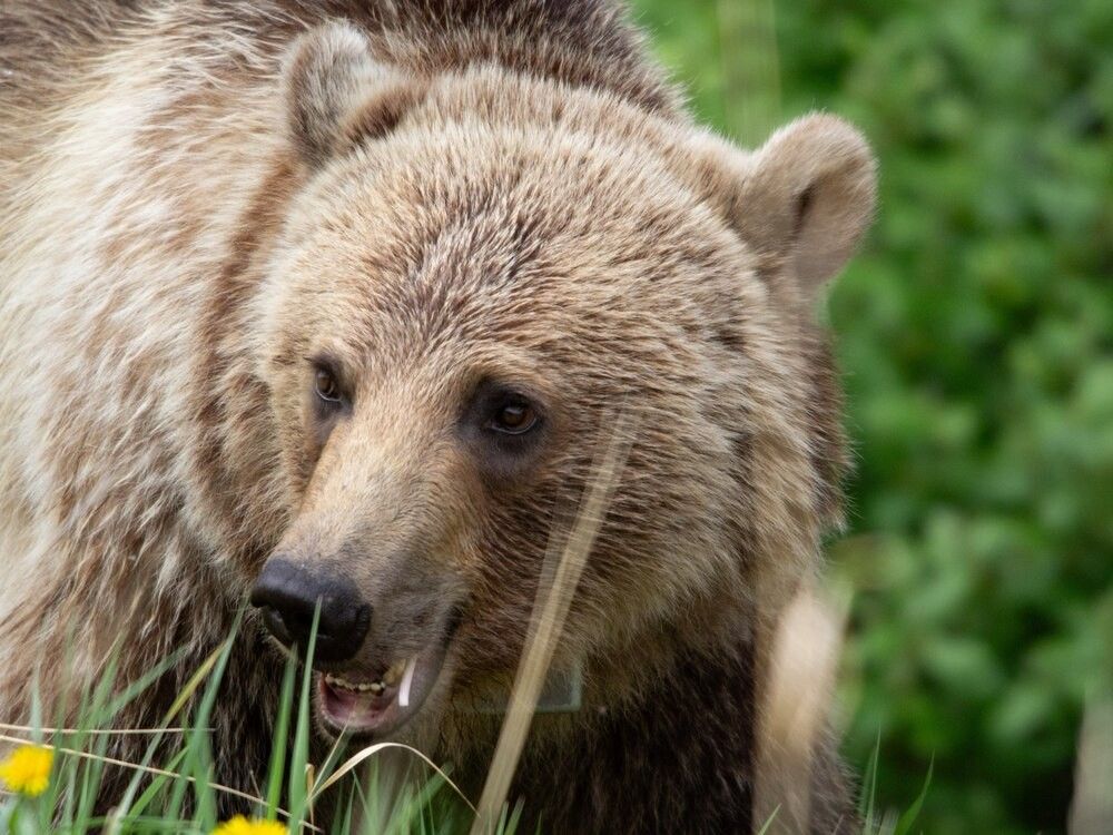 Grizzly who attacked hunter south of Calgary shot and killed | Calgary ...