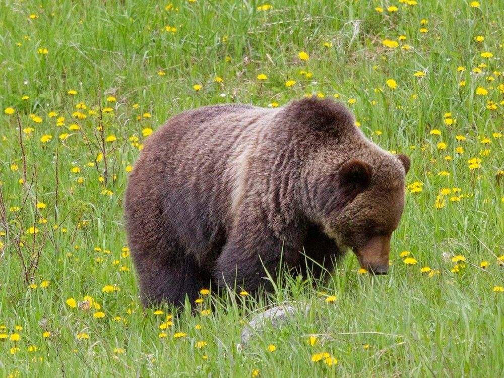 Visitors warned of grizzly after human interaction west of Banff ...