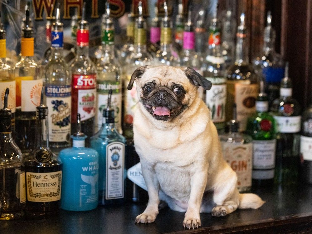 Pug uses AI to become ProServe certified, serves drinks at Calgary pub ...