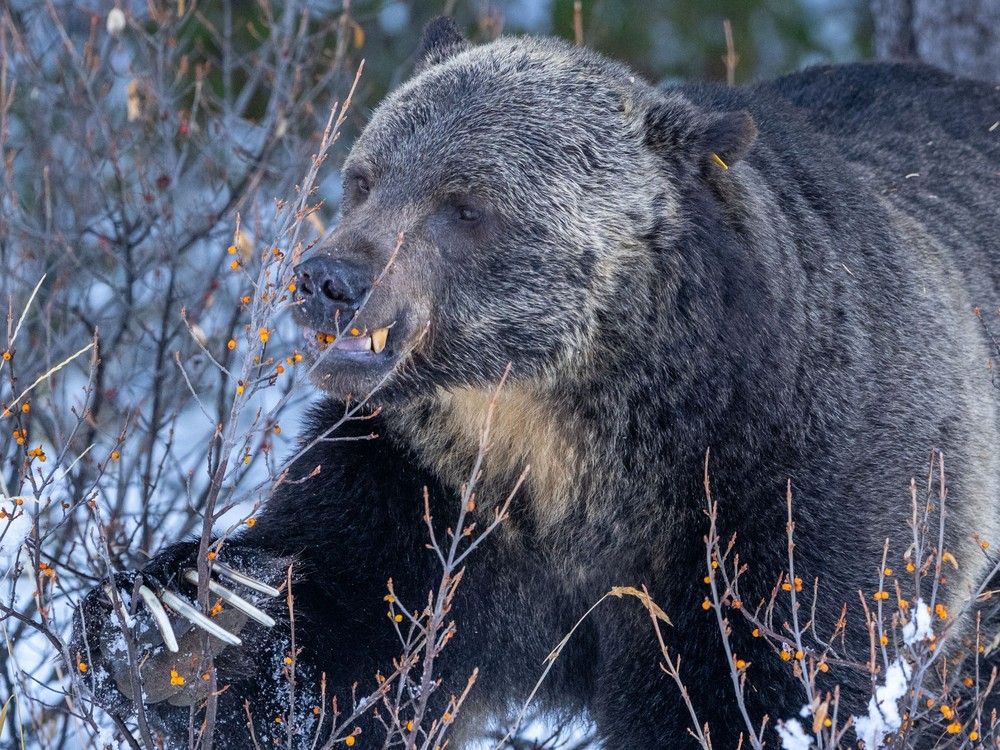 Rival grizzlies The Boss and Split Lip spotted in Banff National Park ...