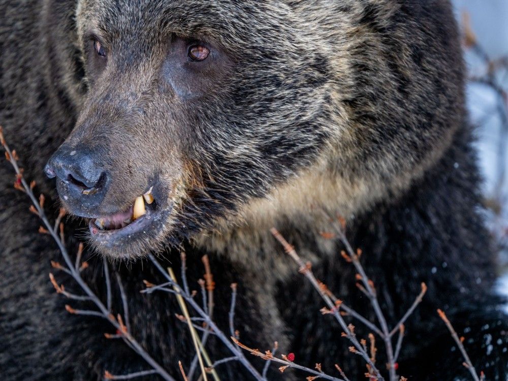 Rival grizzlies The Boss and Split Lip spotted in Banff National Park ...