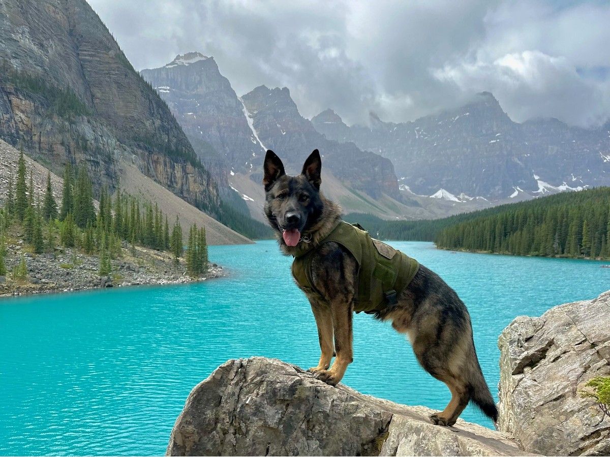 Alberta RCMP police dog injured while tracking armed robbery suspect ...